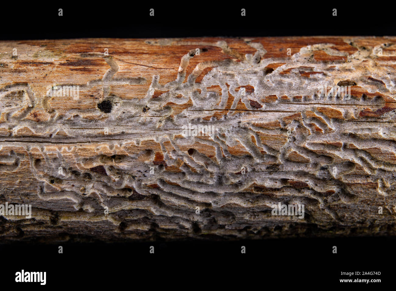 Small tunnels of bark beetles in the dry branch of a pine tree ...