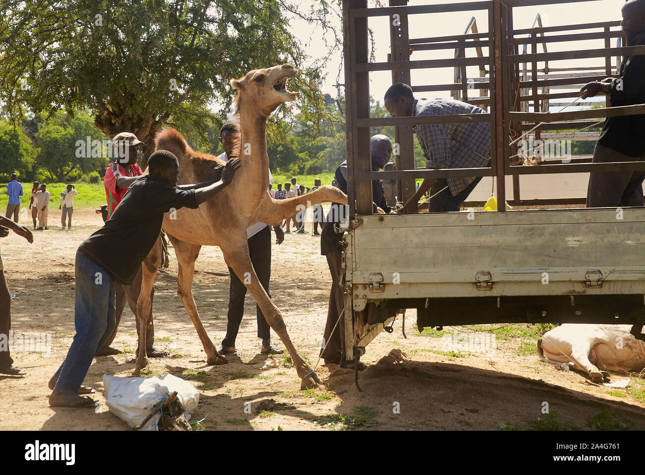 Market 23 hi-res stock photography and images - Alamy