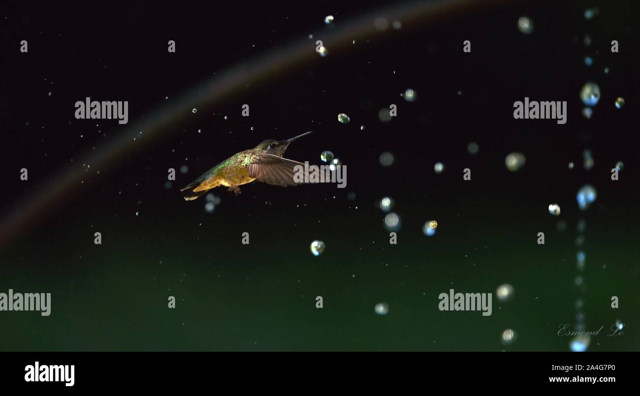 Hummingbird water hi-res stock photography and images - Alamy