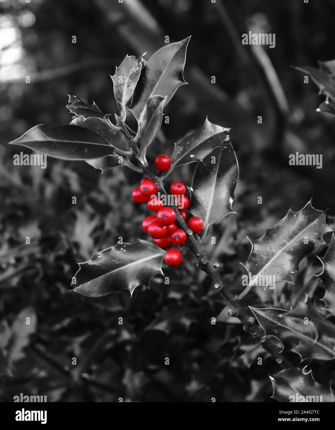 macro shots of berries and mistletoe Stock Photo - Alamy