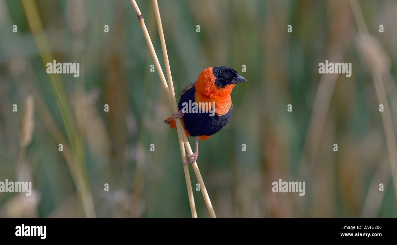 Red bishop bird hi-res stock photography and images - Alamy
