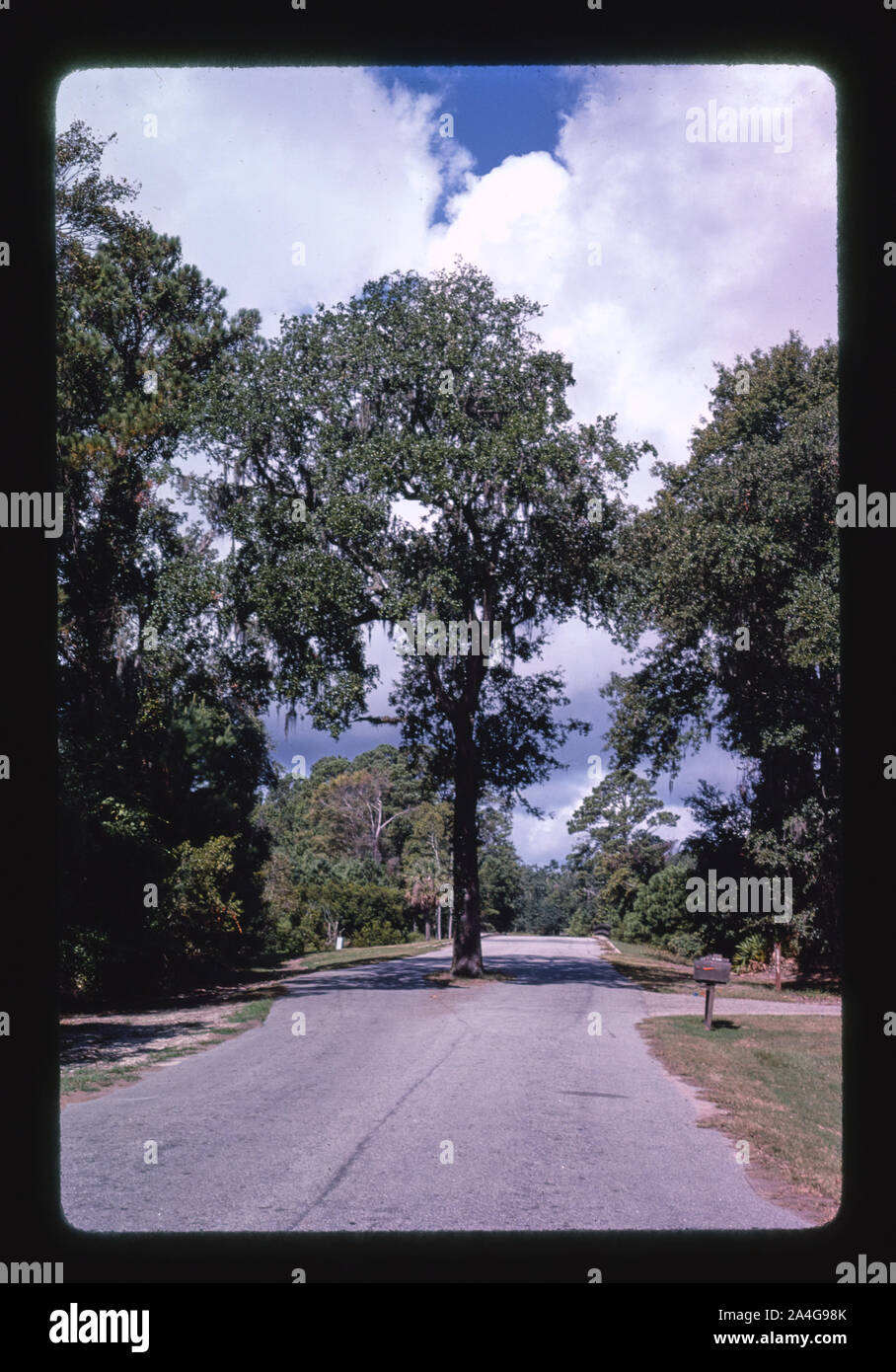 Tree in road, Hilton Head, South Carolina Stock Photo - Alamy