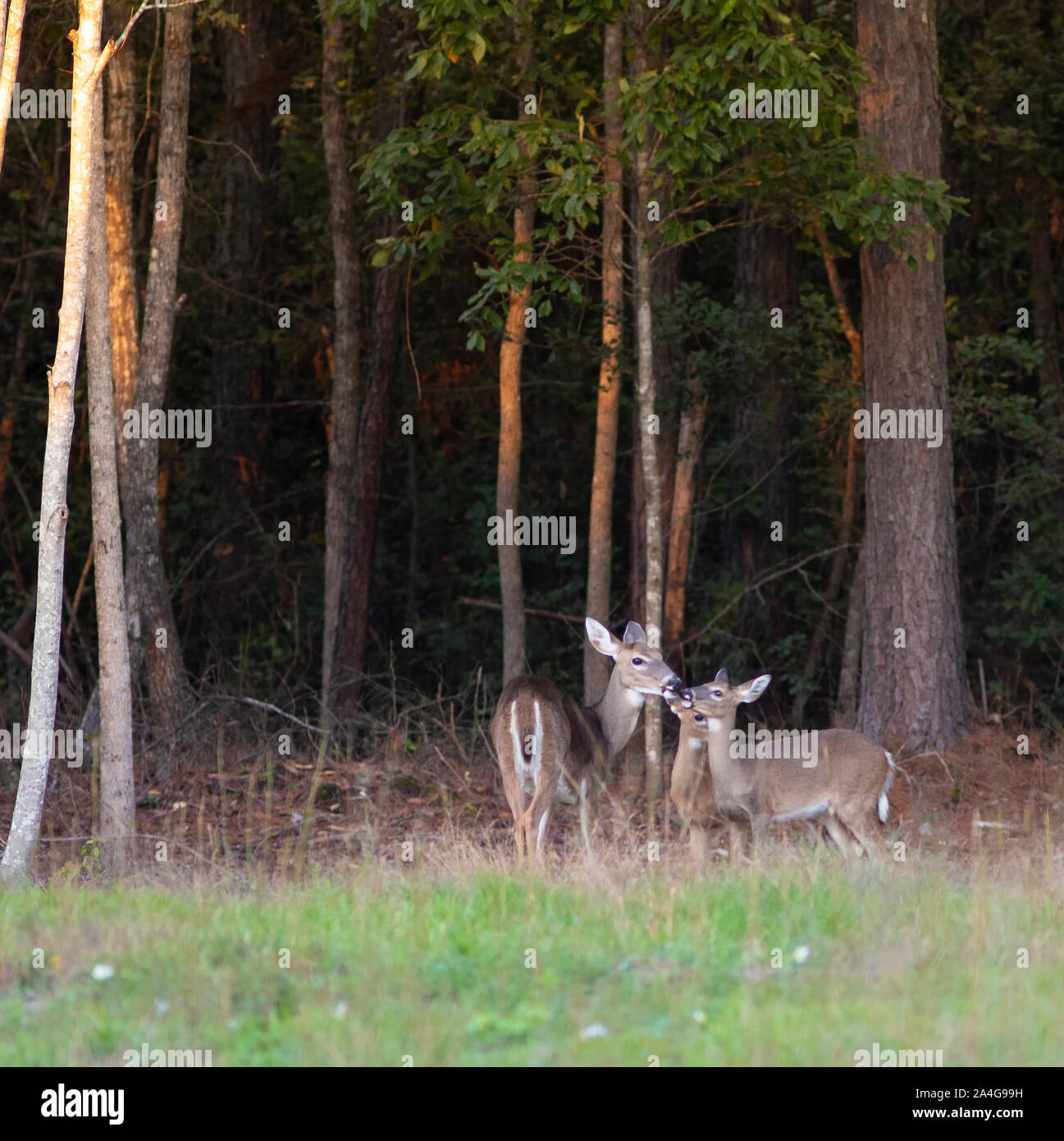 Two whitetail deer yearlings looking lovingly at their doe Stock Photo ...