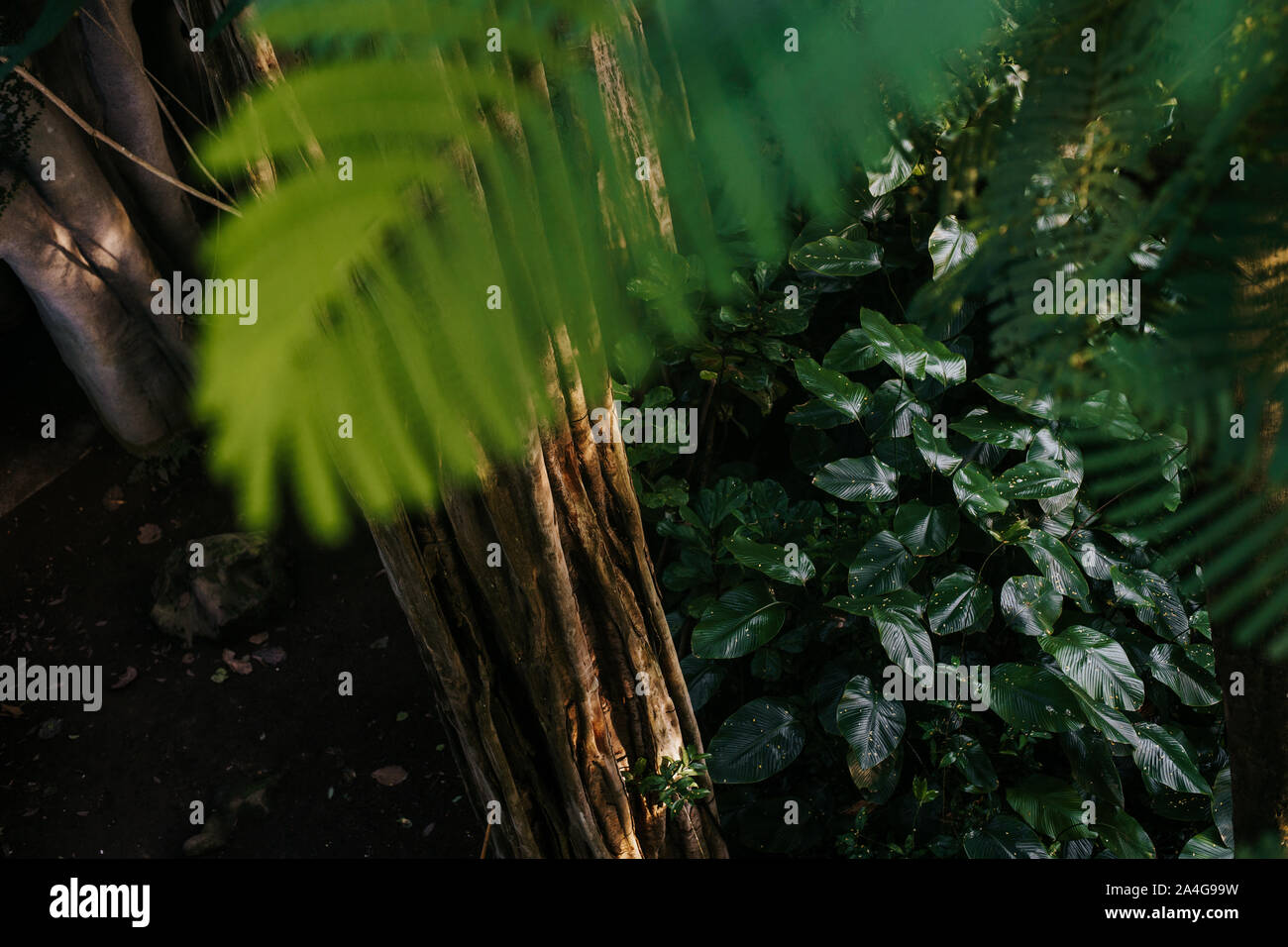 high angle view of trees and plants of the amazon rainforest Stock ...