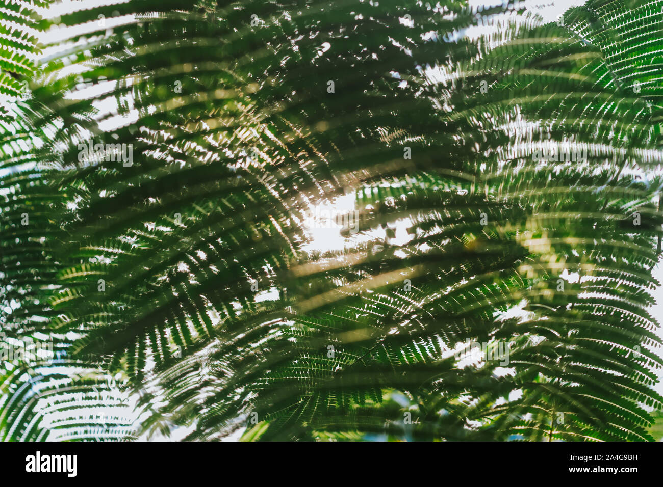 Sun shining through rainforest hi-res stock photography and images - Alamy