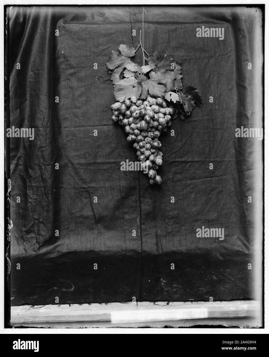 Trees and shrubs. Bunch of grapes Stock Photo - Alamy