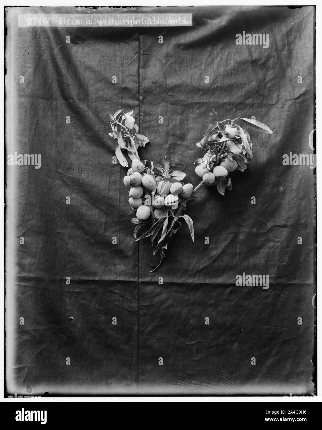 Trees or shrubs Cut Out Stock Images & Pictures - Alamy