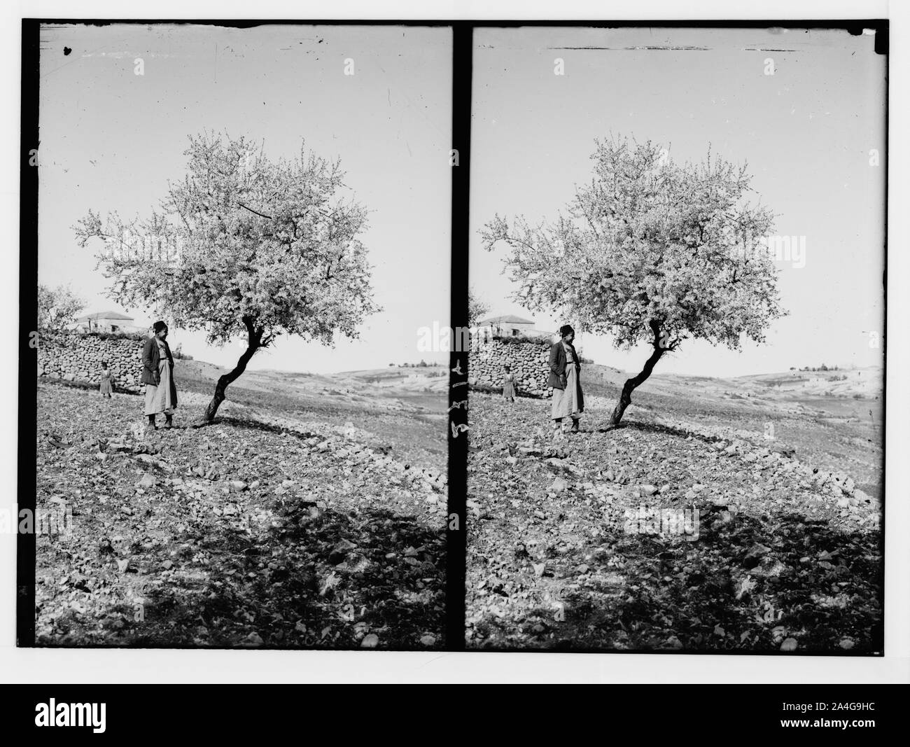 Trees and shrubs. Almond tree in blossom. (Amygdalus communis L Stock ...
