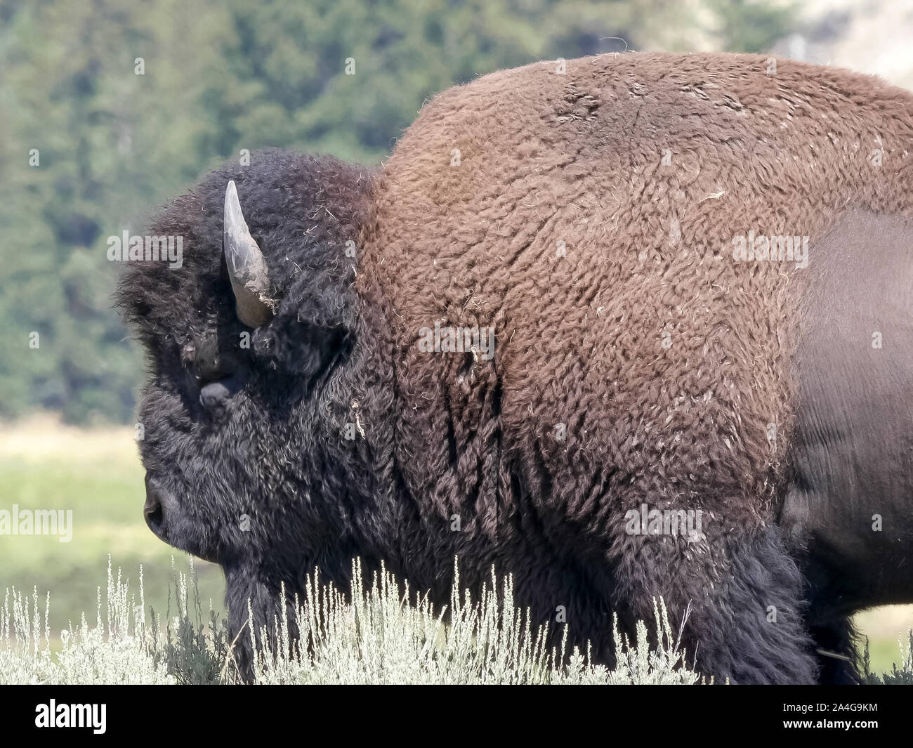 American bison buffalo tourist close hi-res stock photography and ...