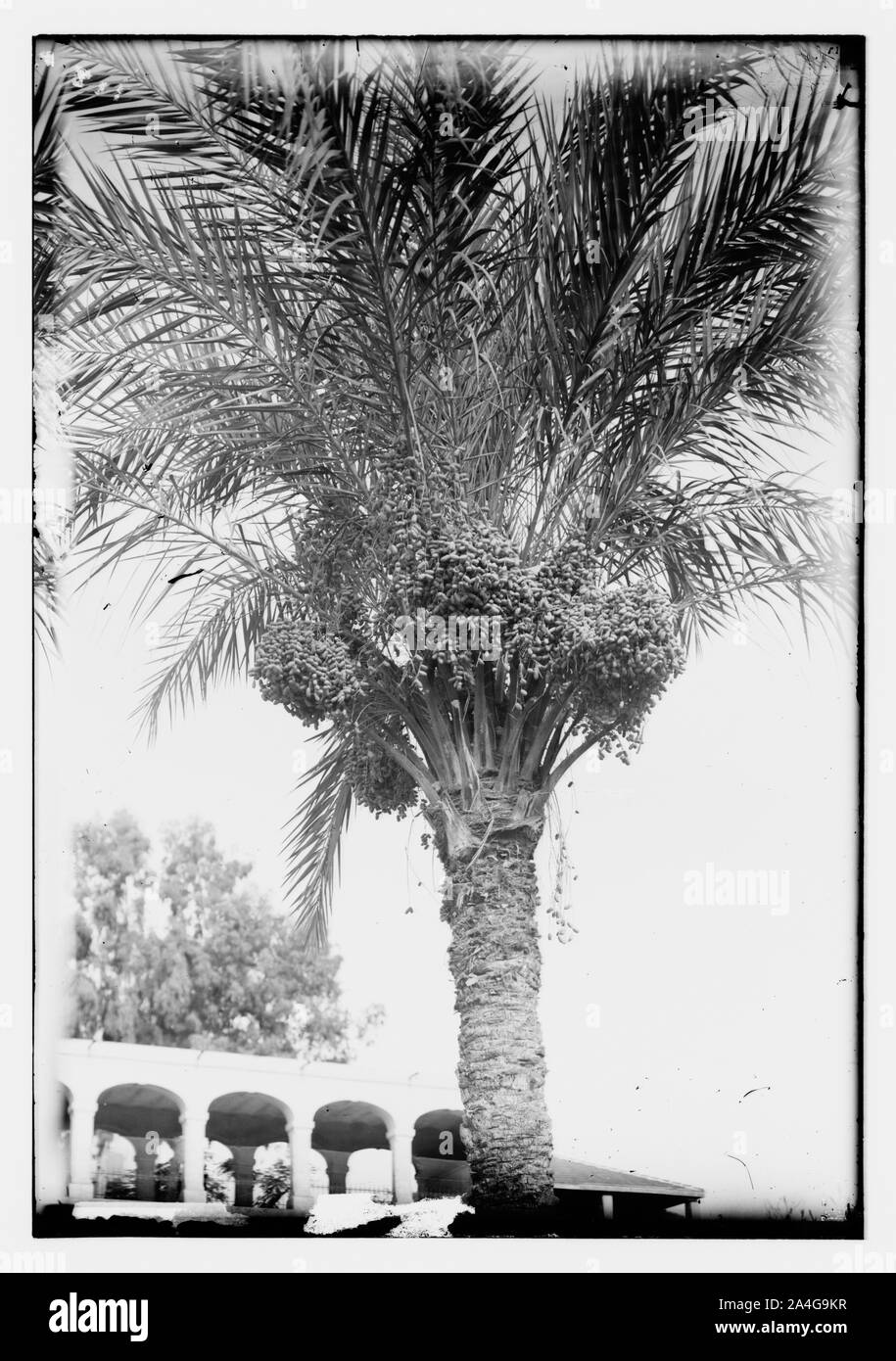 Trees and shrubs. Date palm, showing dates Stock Photo - Alamy