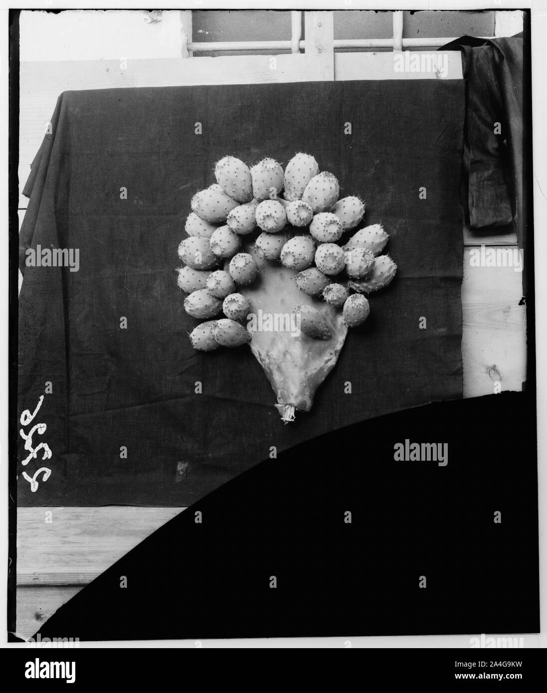 Plant ficus Black and White Stock Photos & Images - Alamy