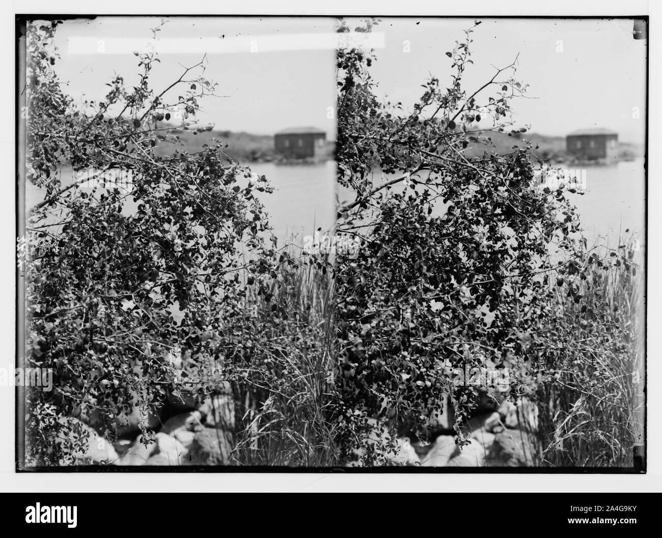 Trees and shrubs. Christ-thorn (Zizyphus Spina-Christi (L.) Wild Stock ...