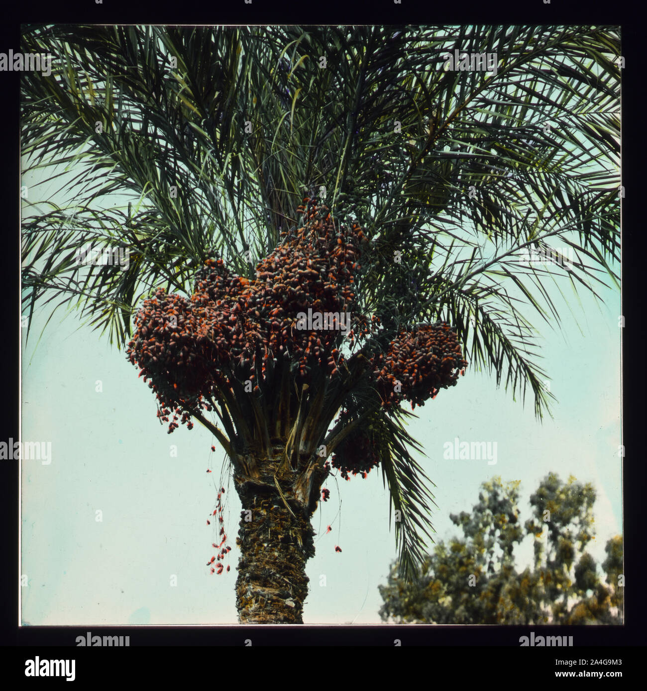 Trees and shrubs. Date palms, close-up showing dates Stock Photo - Alamy