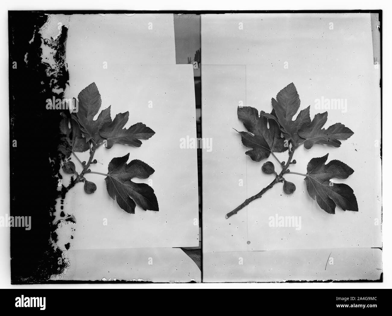 Perennials or shrubs Black and White Stock Photos & Images - Alamy