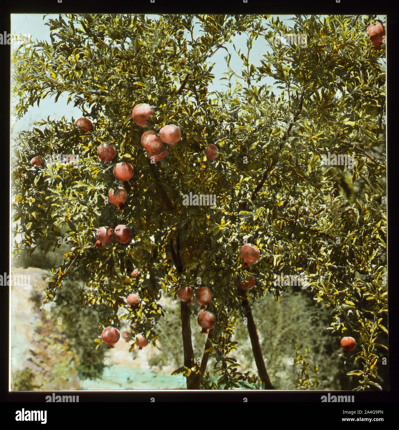 Trees and shrubs. Pomegranate tree in fruit] Stock Photo - Alamy