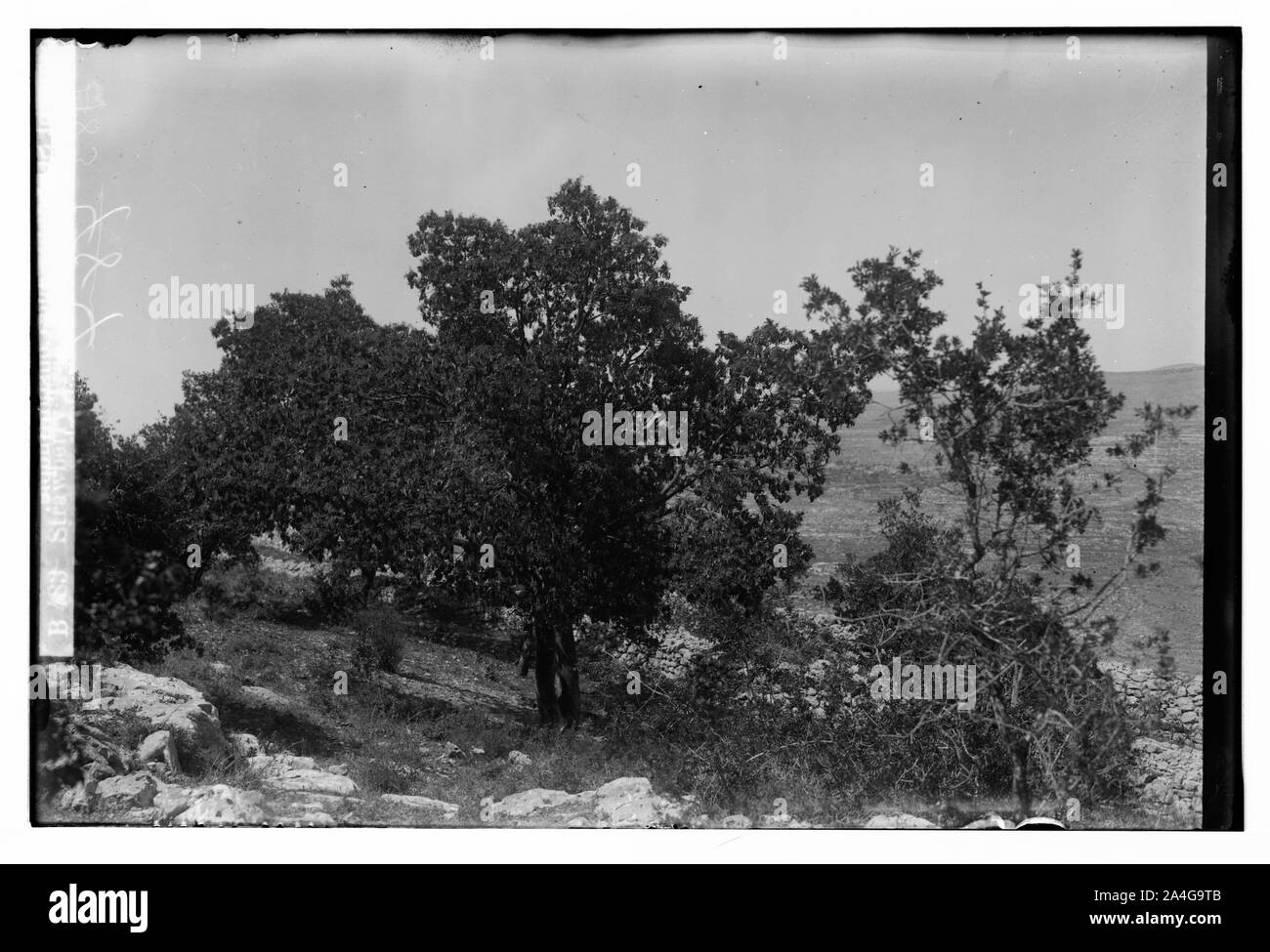 Planting shrubs shrub Black and White Stock Photos & Images - Alamy