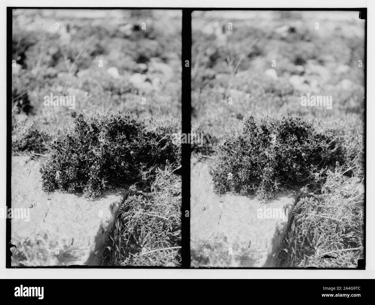 Taxonomy trees Black and White Stock Photos & Images - Alamy