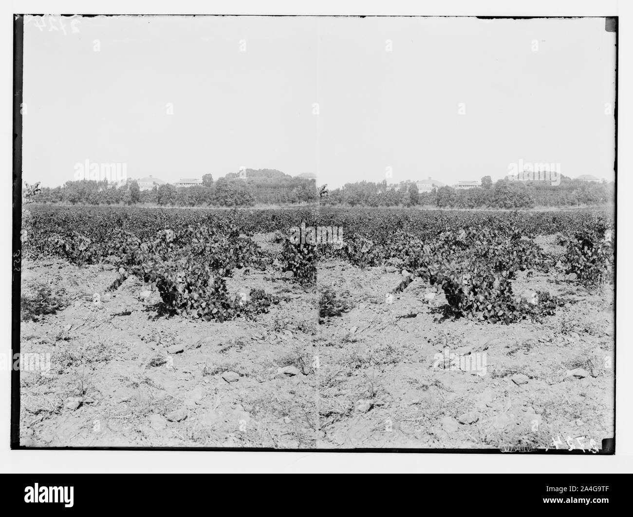 Summer rural field in Black and White Stock Photos & Images - Alamy