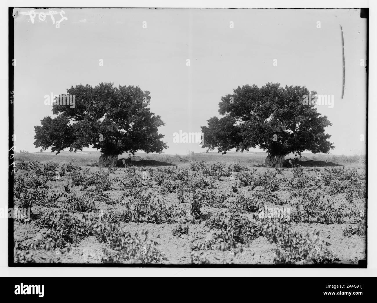 Shrub specimen Black and White Stock Photos & Images - Alamy
