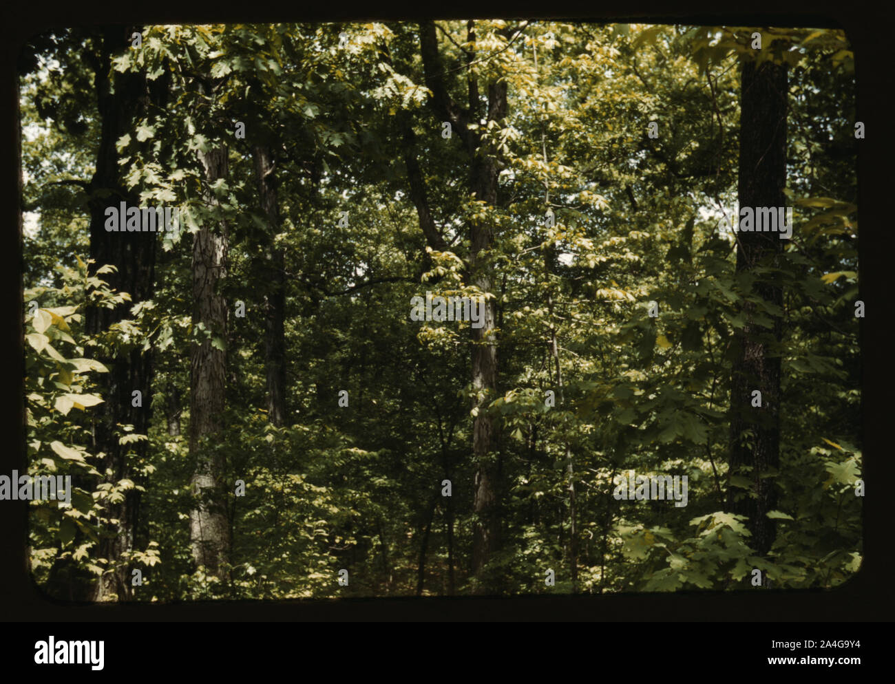 Tree planting forest restoration hi-res stock photography and images ...