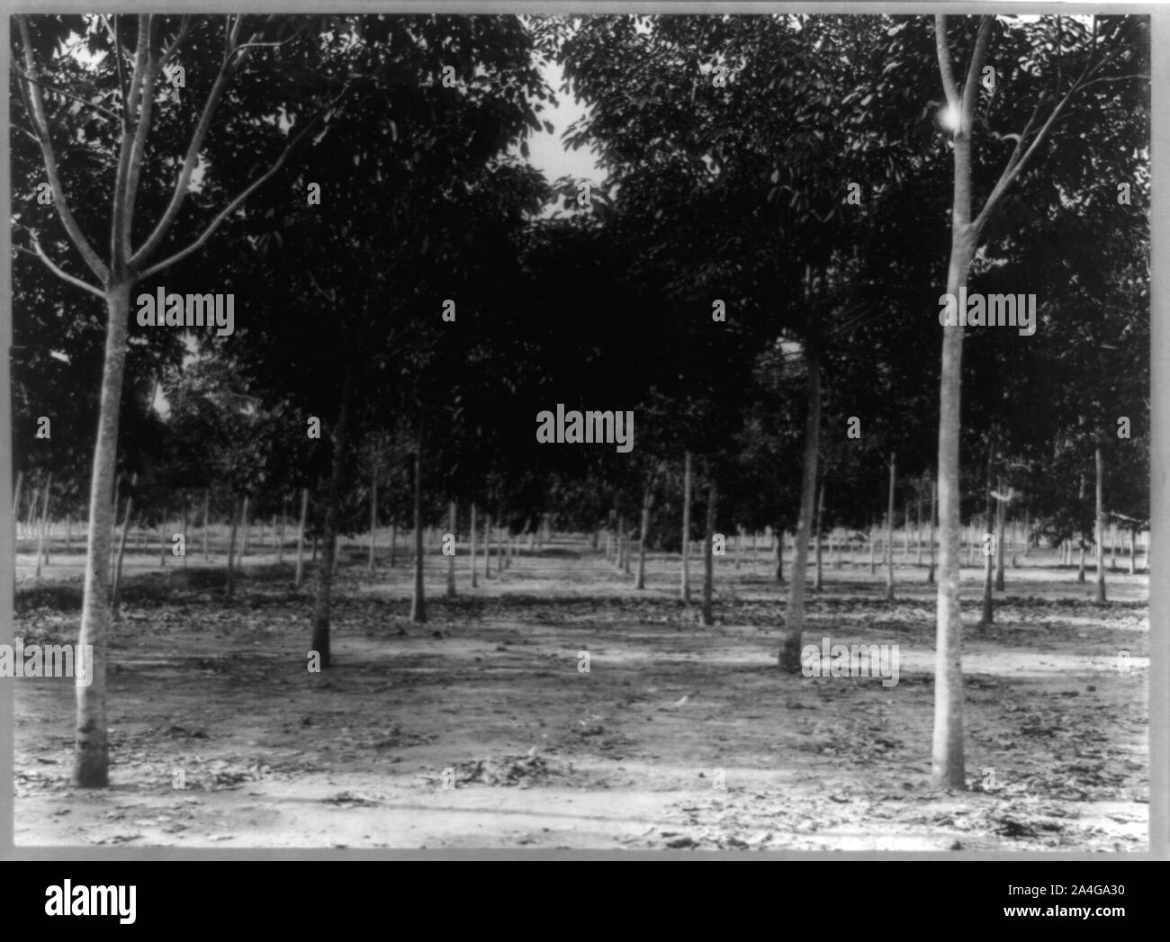 Trees, 4 years old, Soengei Sikassim Estate [in Sumatra Stock Photo - Alamy