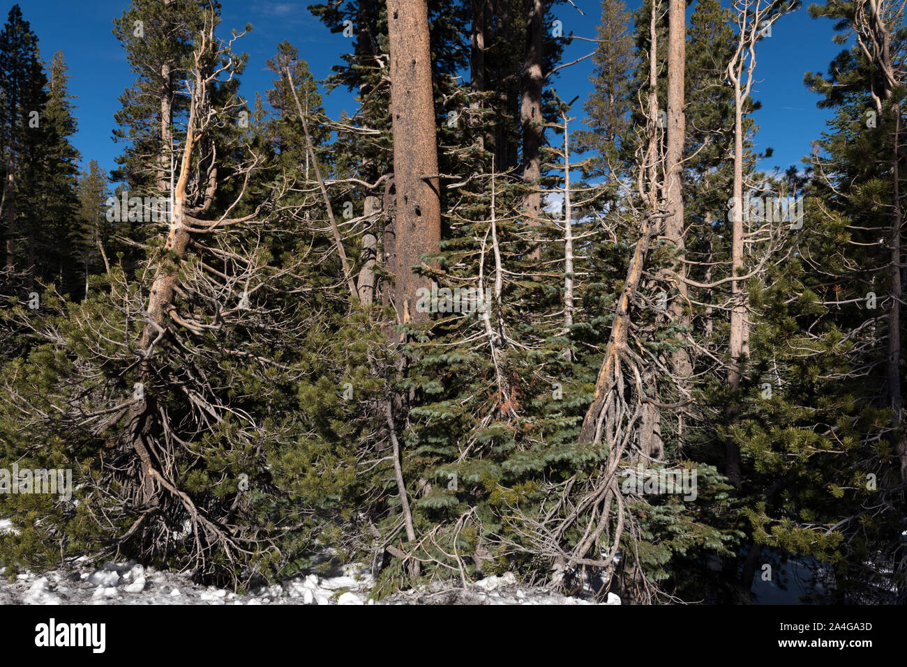Trees, Mammoth Lakes, California Stock Photo - Alamy