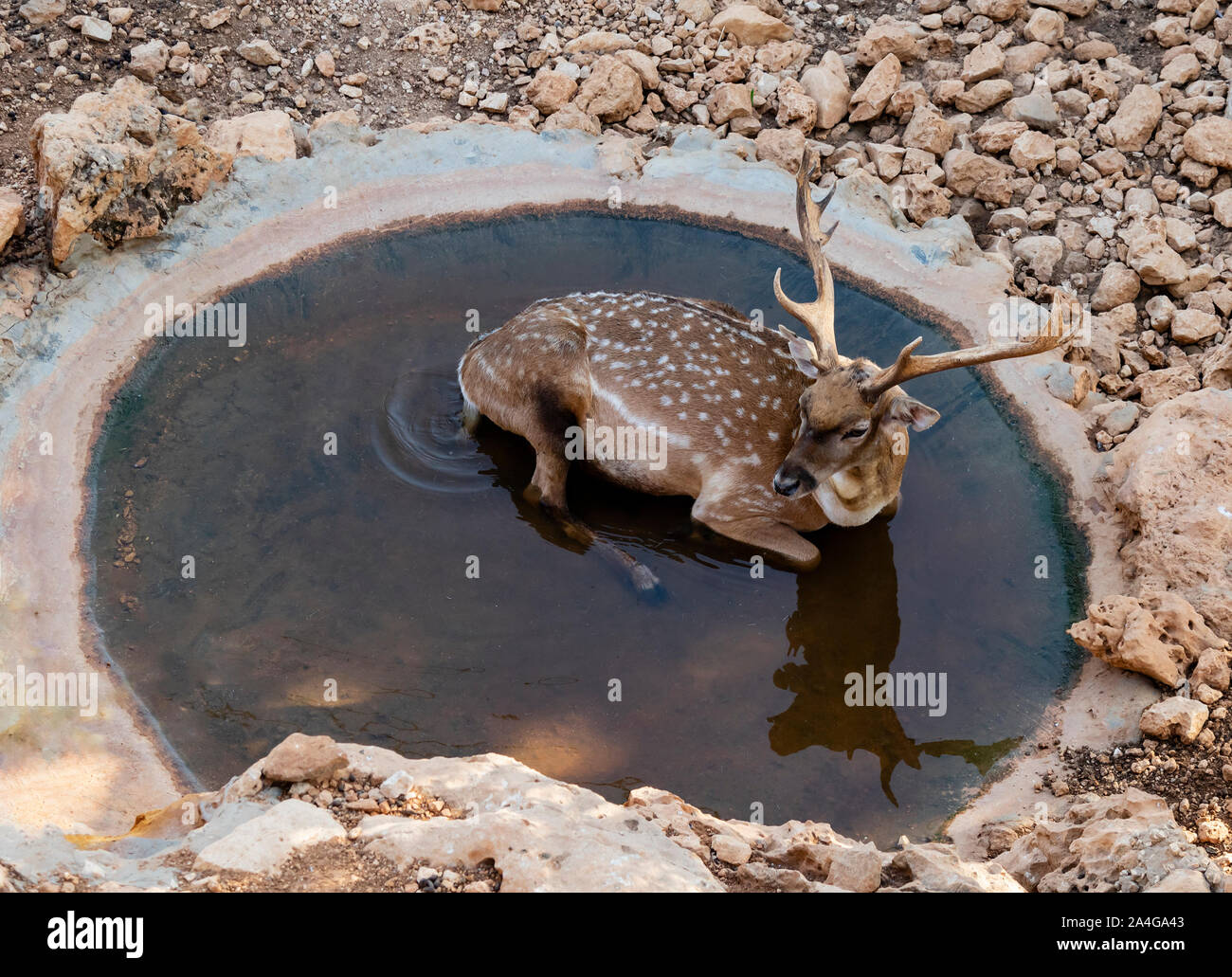 A fallow deer finds relief for the heat of the summer, by soaking in a ...