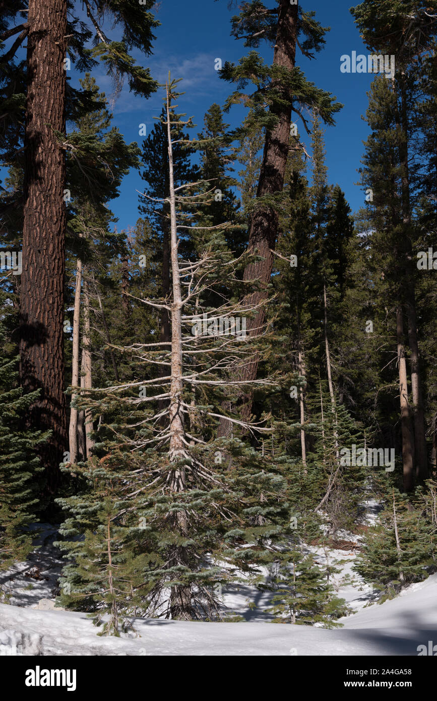 Trees, Mammoth Lakes, California Stock Photo - Alamy