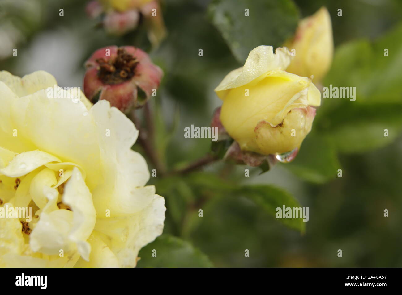 Beautiful roses with a lovely aroma Stock Photo - Alamy