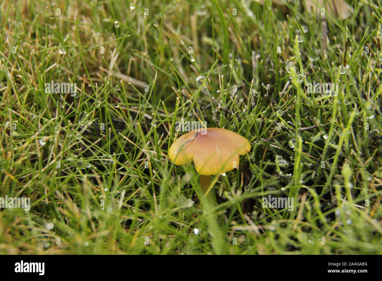 Nature photo art toadstool hi-res stock photography and images - Alamy