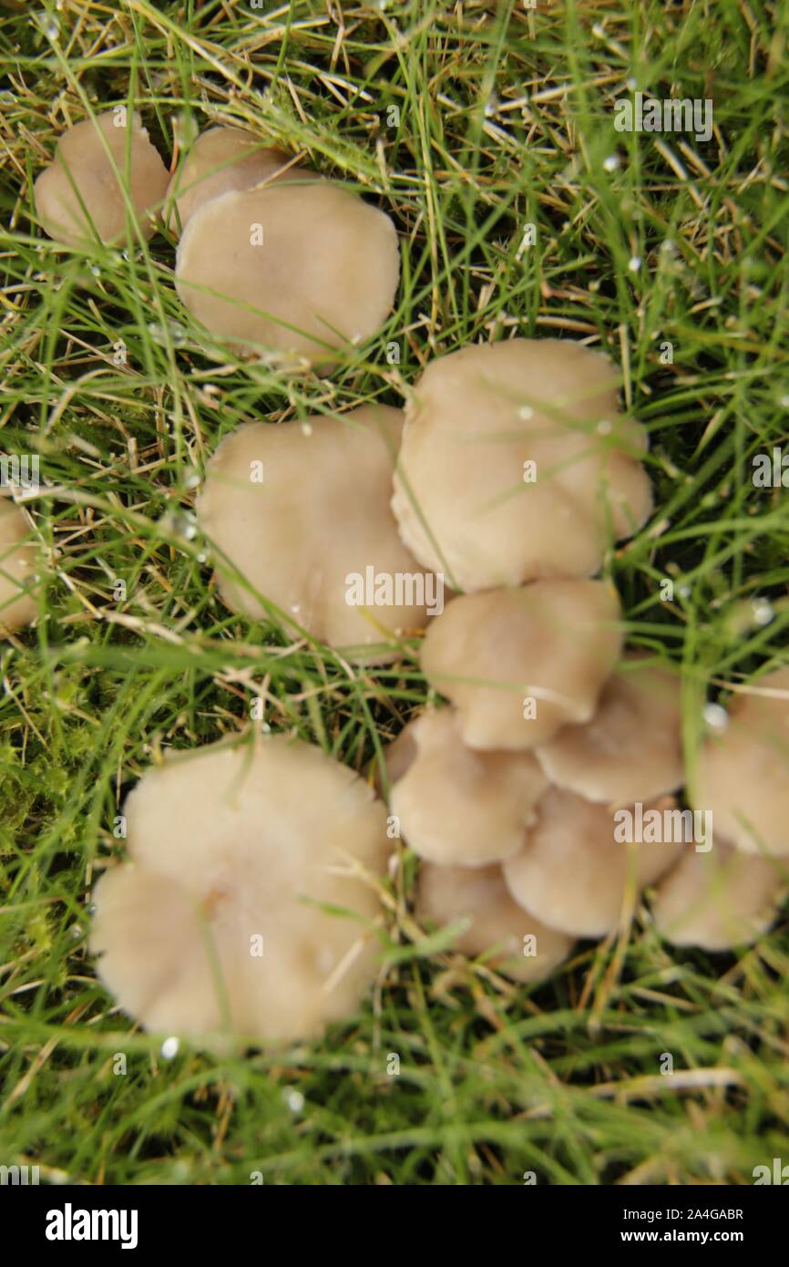 Nature photo art toadstool hi-res stock photography and images - Alamy