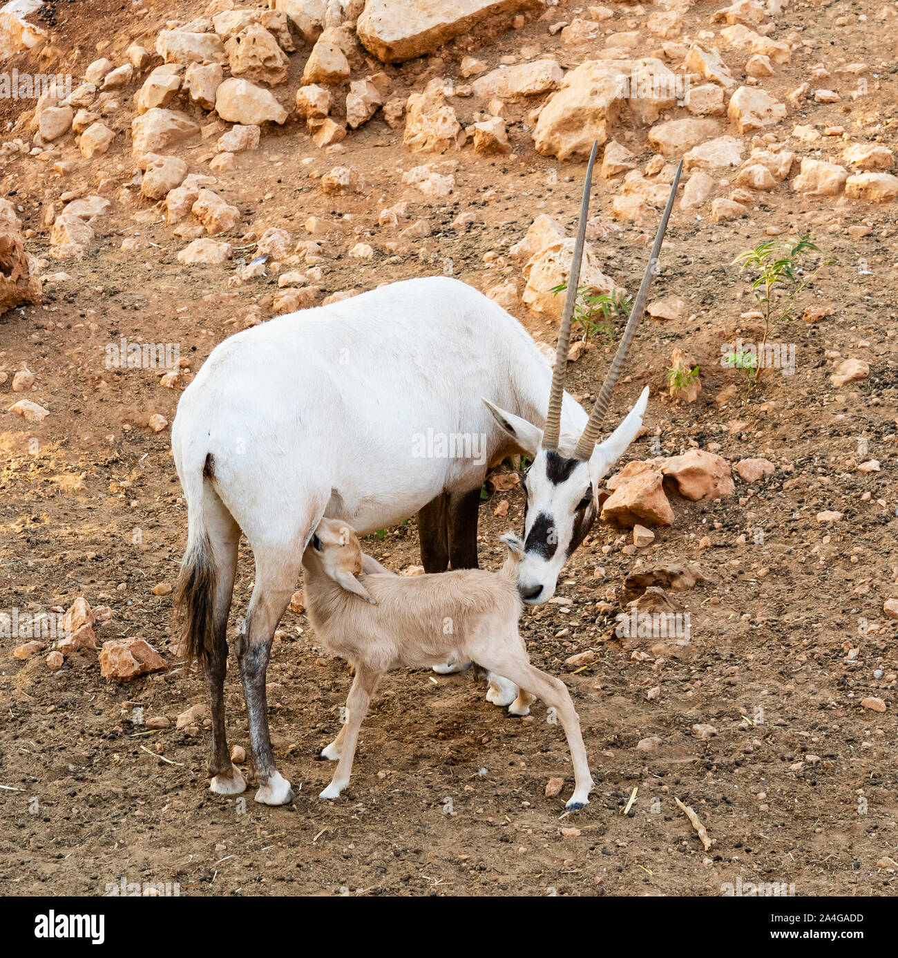 Baby Oryx
