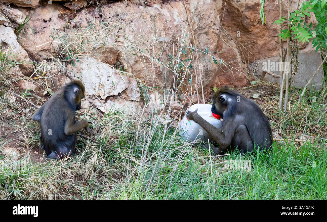 Monkey brain food hi-res stock photography and images - Alamy
