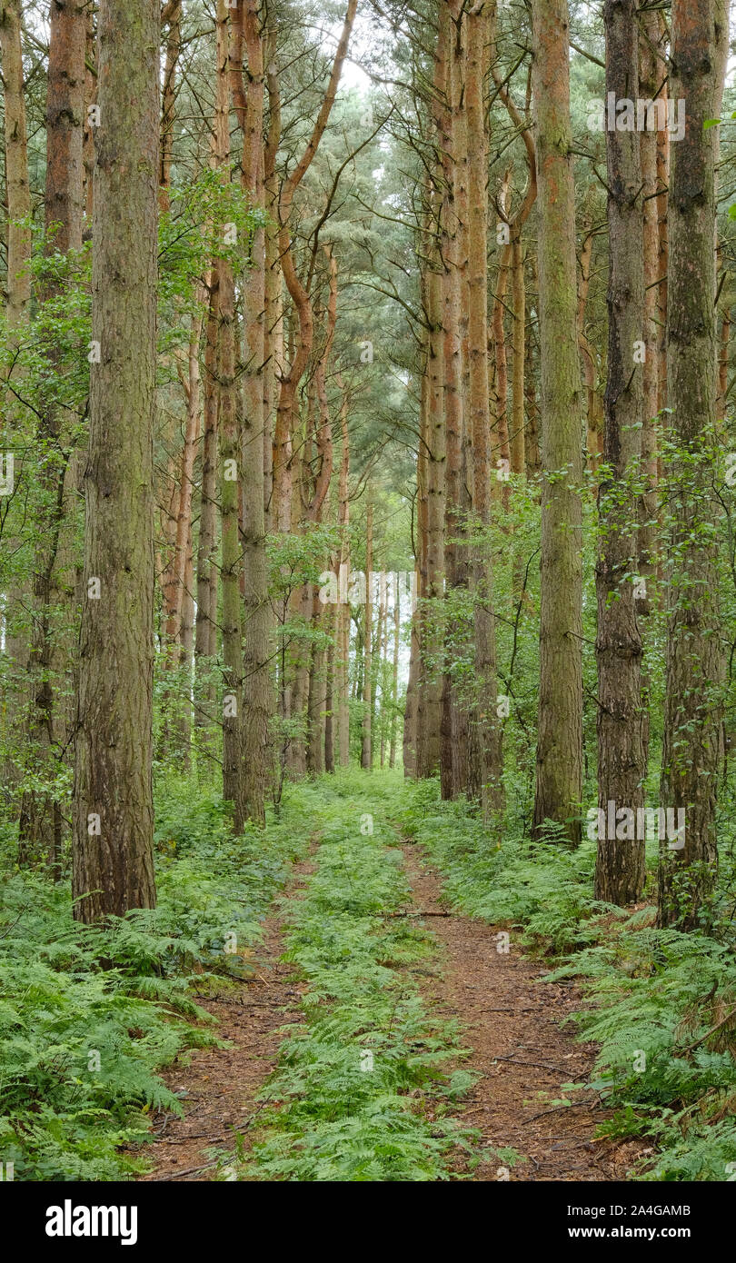 Track through a forest in summer Stock Photo - Alamy