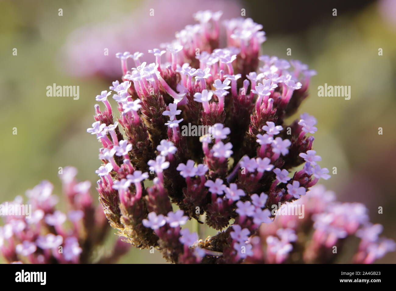 verbena bonariensis or pretty verbena are tiny purple flowers and loved ...
