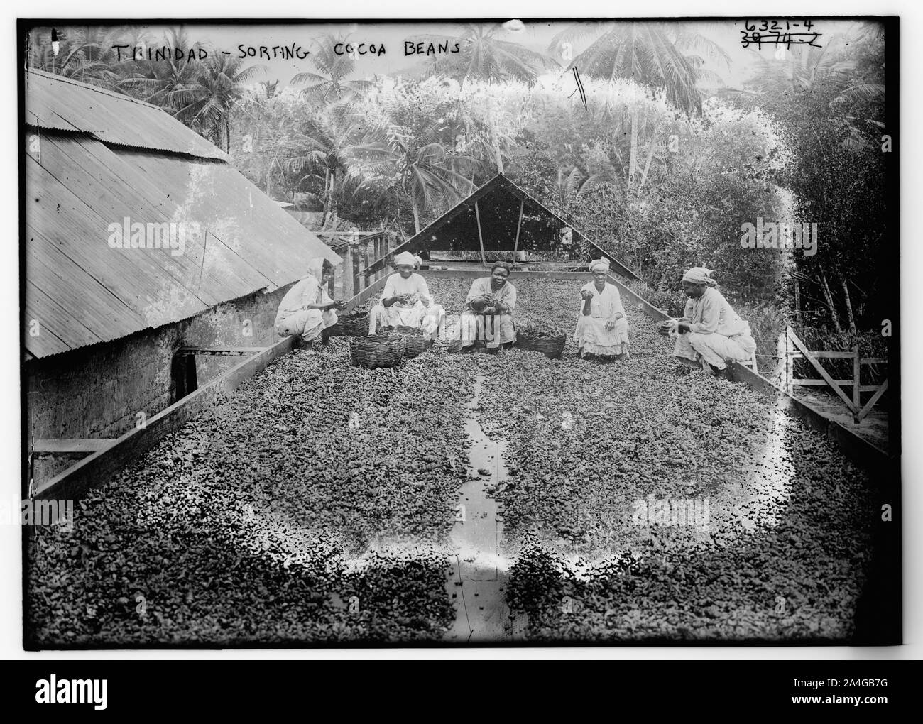 Sorting Cocoa Beans High Resolution Stock Photography and Images - Alamy