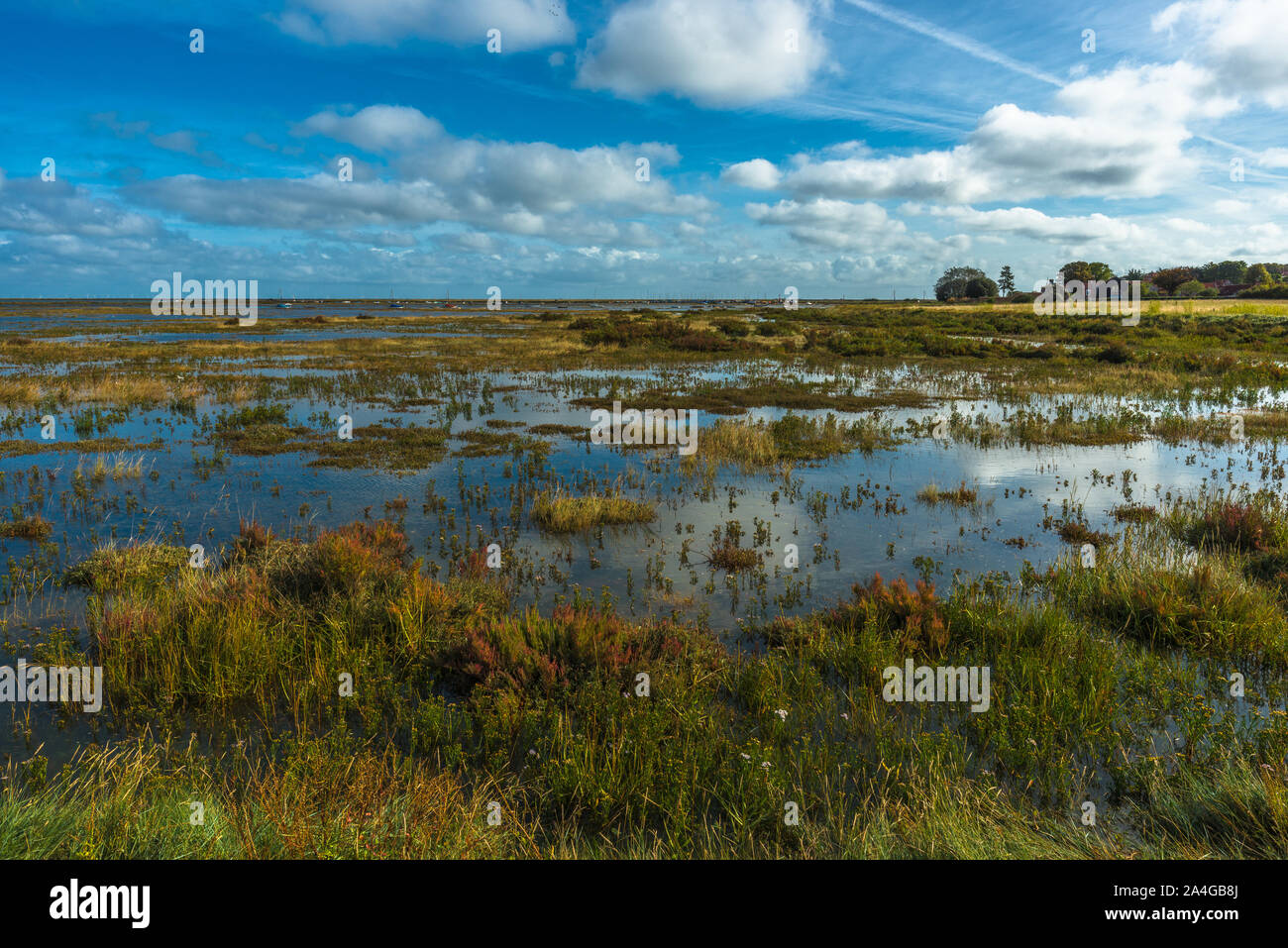 Salt marsh wetland wetlands hi-res stock photography and images - Alamy
