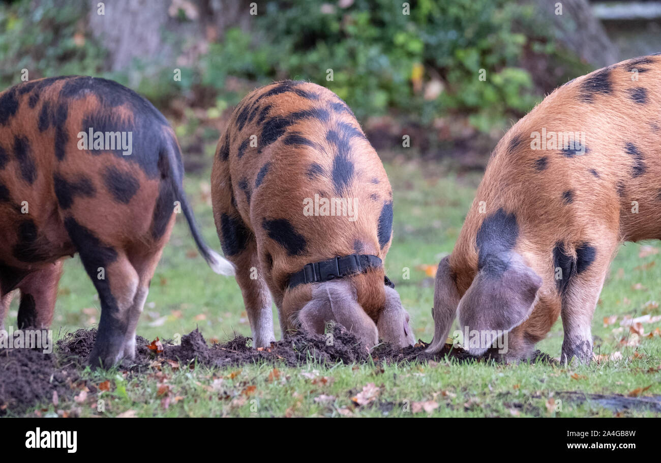 Oxford Sandy and Black pigs in the New Forest, Hampshire UK. During the ...