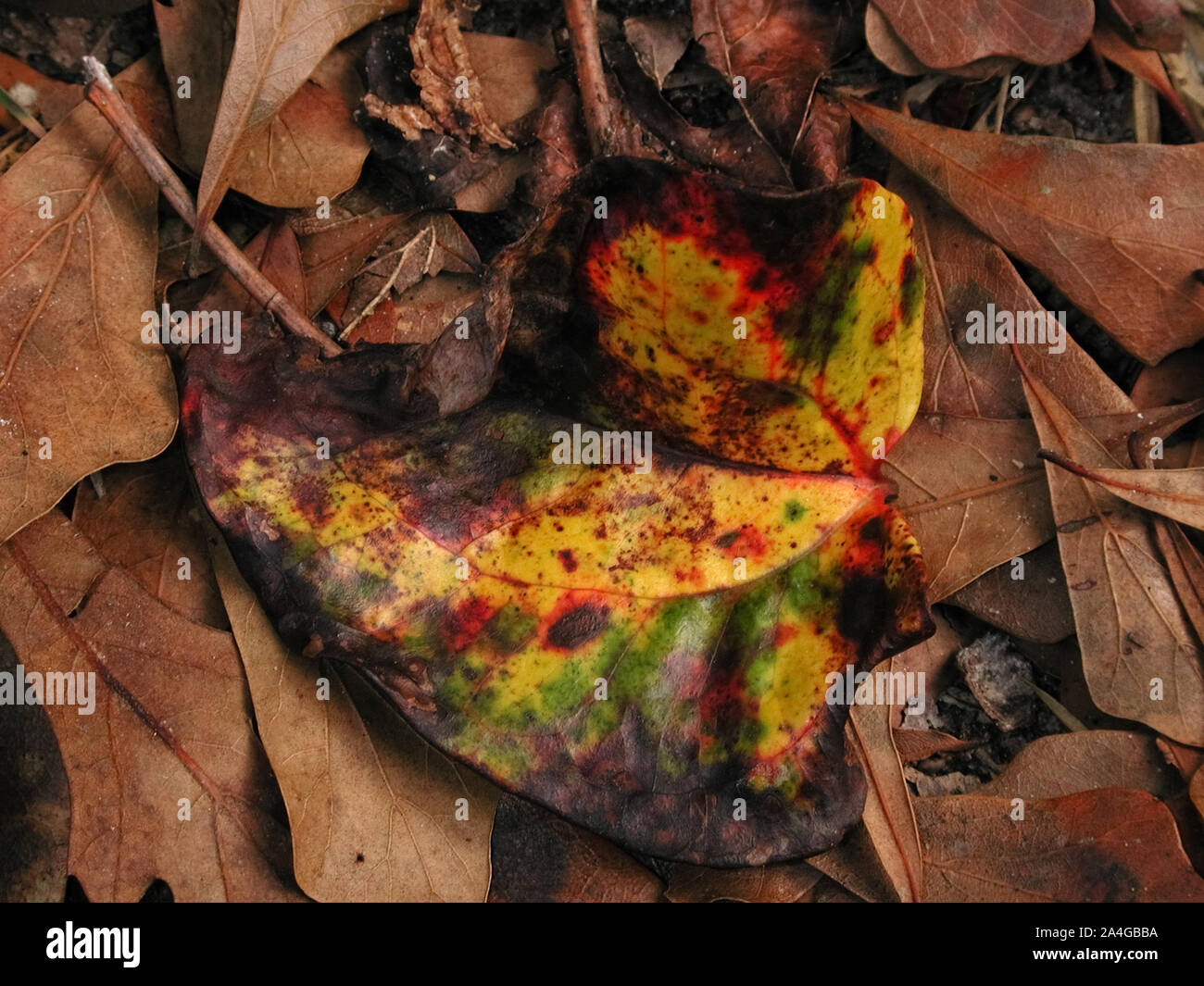 colorful fall leaf among dead leaves Stock Photo - Alamy