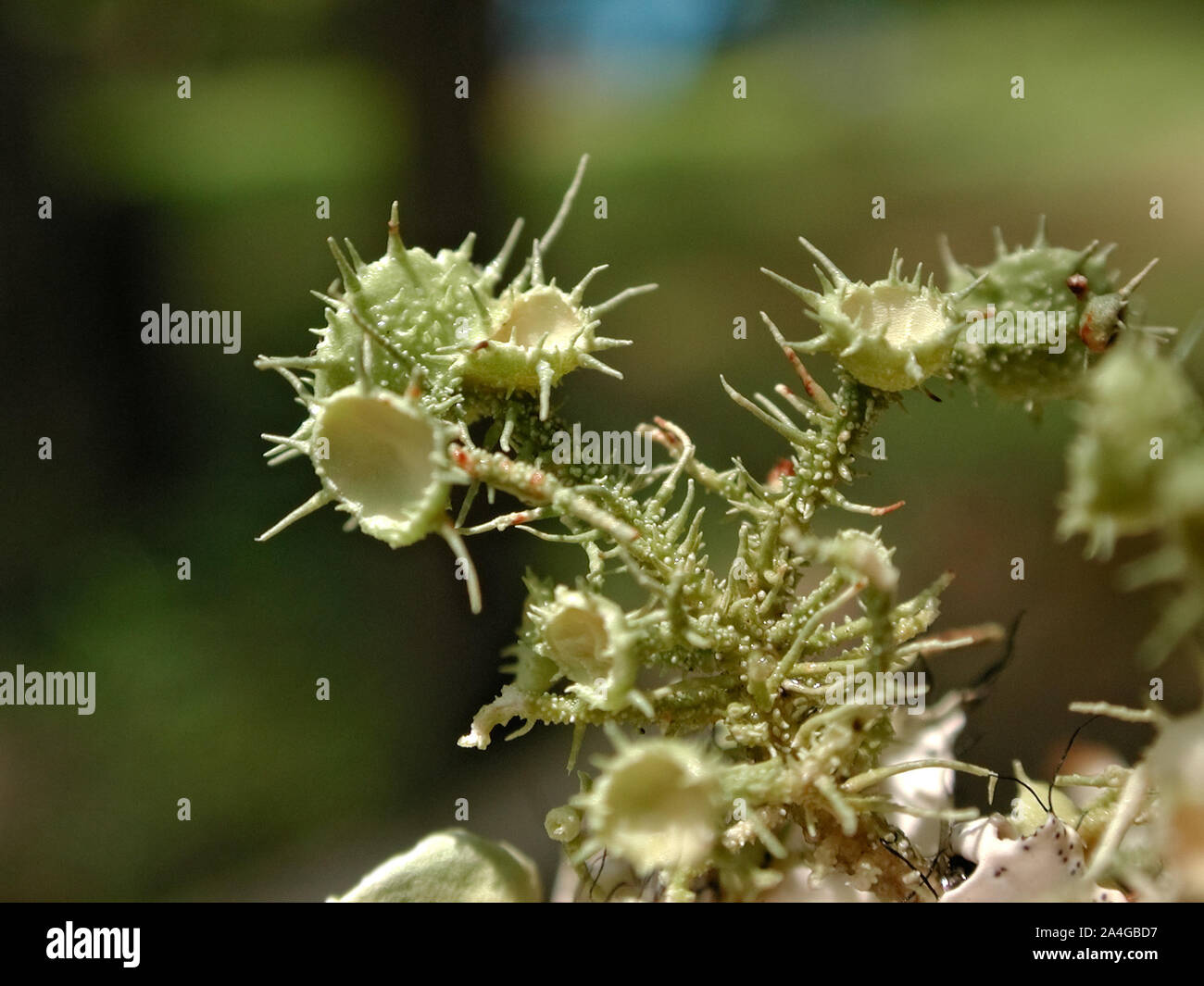 Lichens growing on a tree branch in a symbiotic relationship containing ...