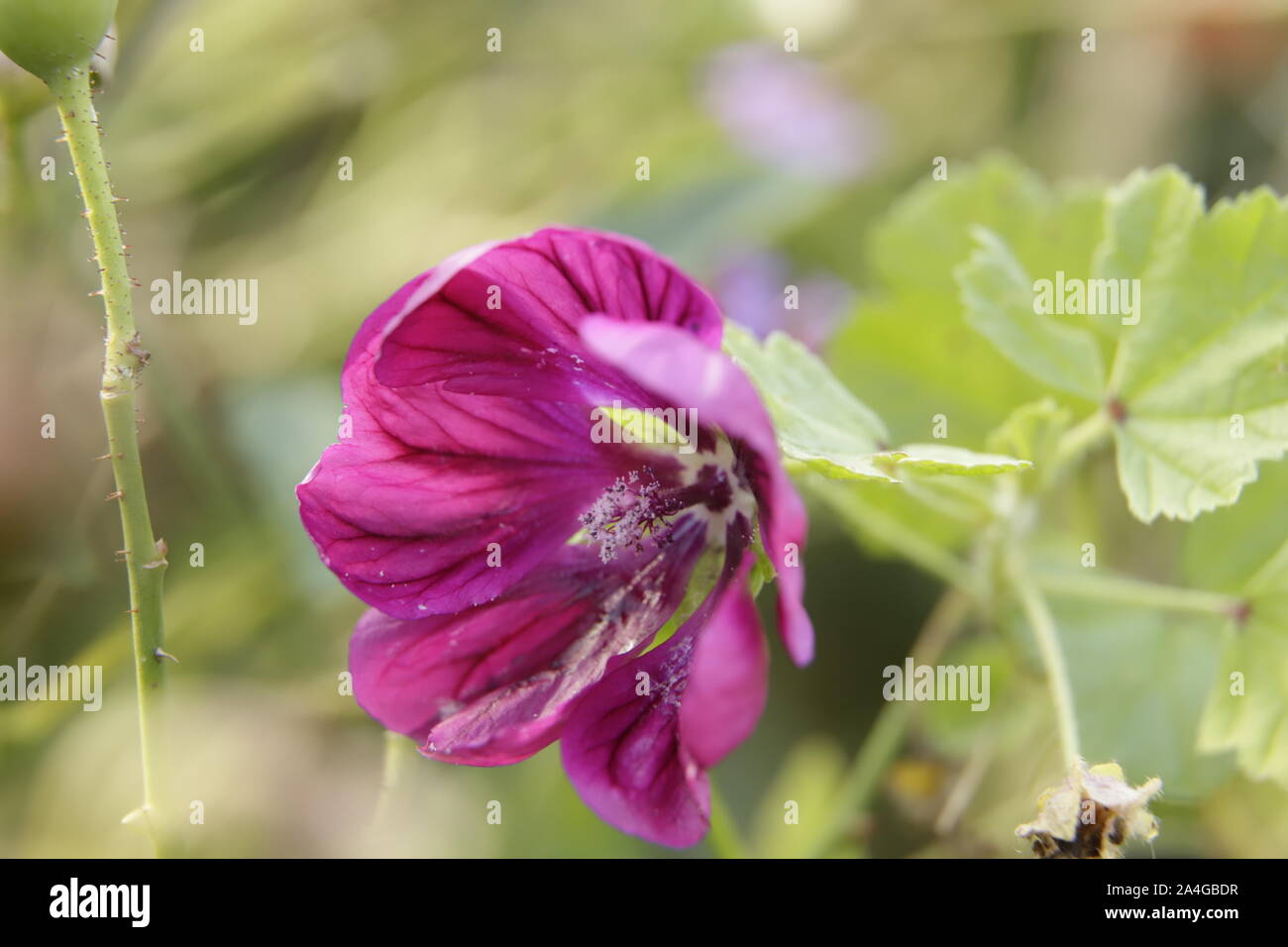 Common mallow or malva sylvestris flower Stock Photo - Alamy