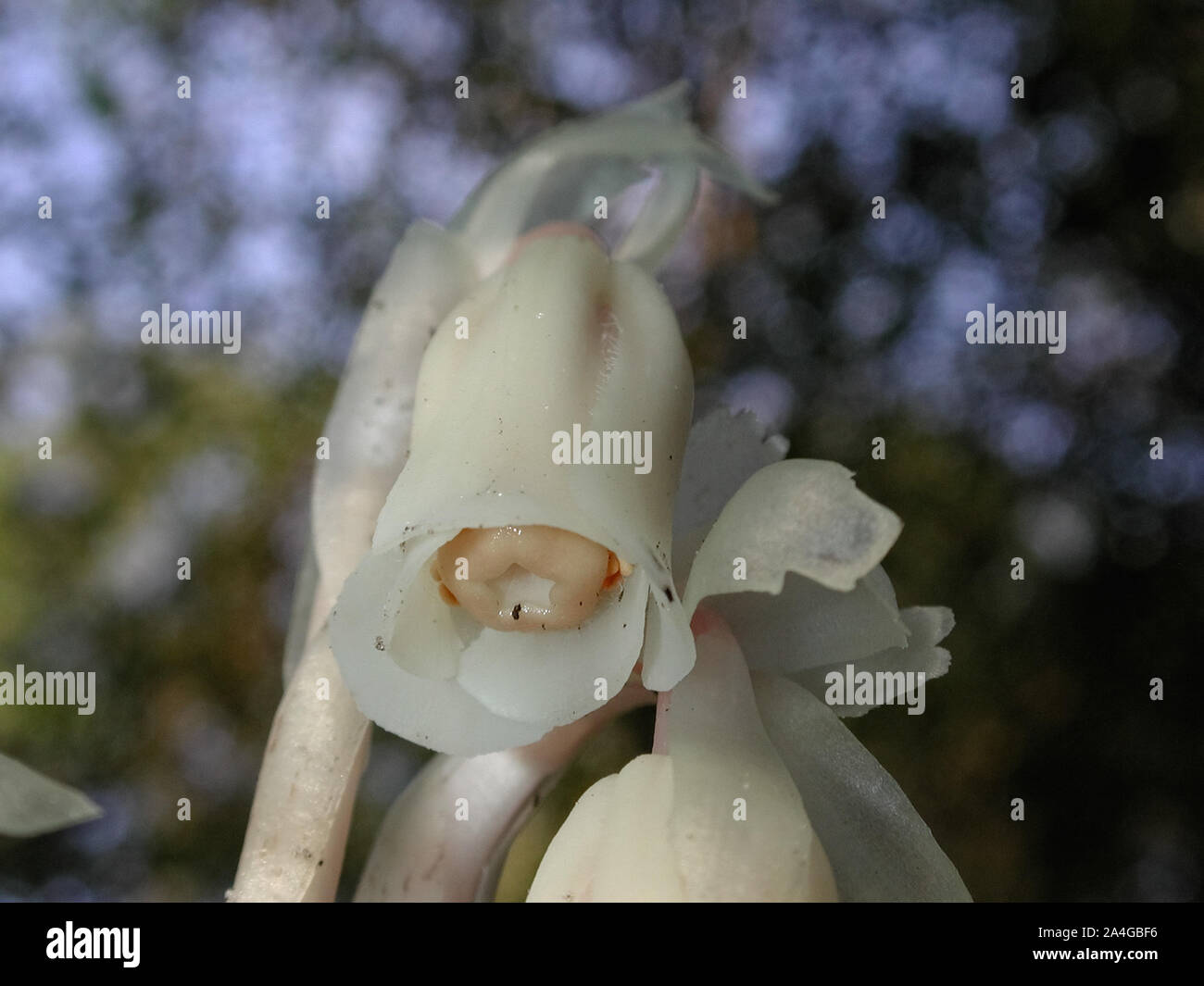 Indian Pipe Pipes Ghost Plant Monotropa uniflora myco-heterotroph ...
