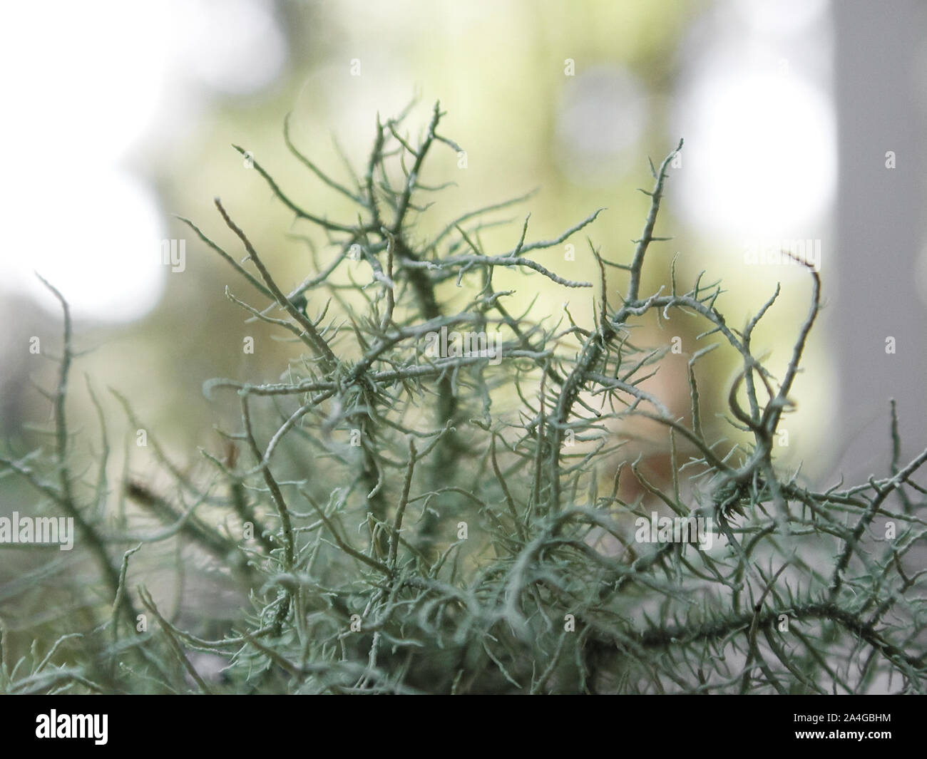 Algae fungus hi-res stock photography and images - Alamy