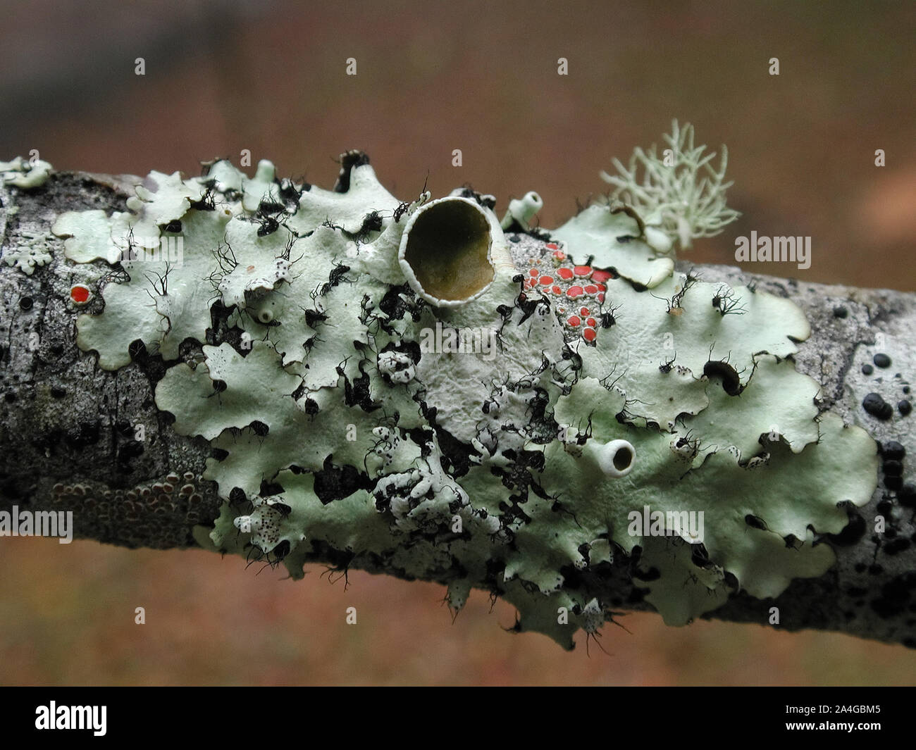 Lichens growing on a tree branch in a symbiotic relationship containing ...