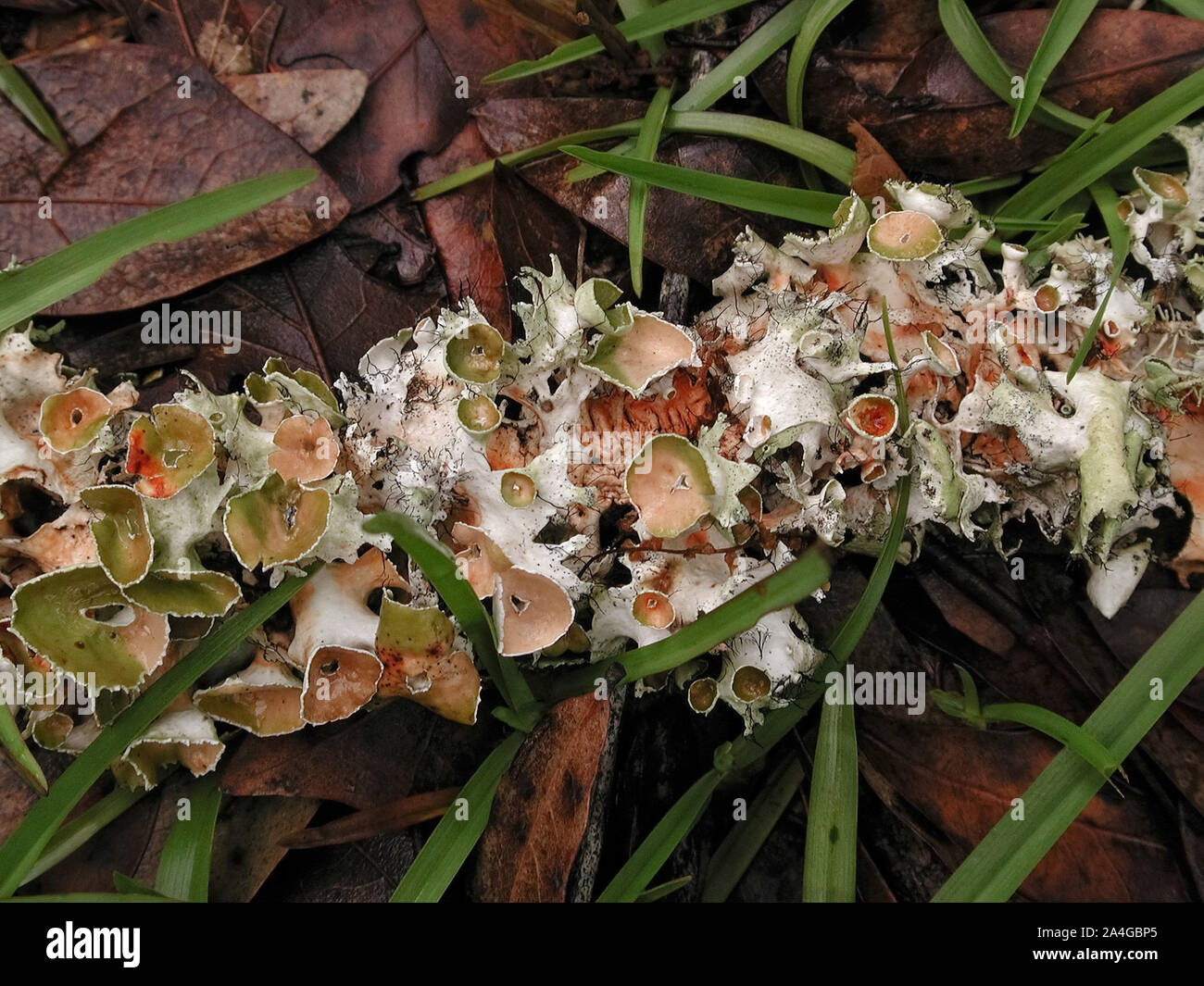 Lichens growing on a tree branch in a symbiotic relationship containing ...