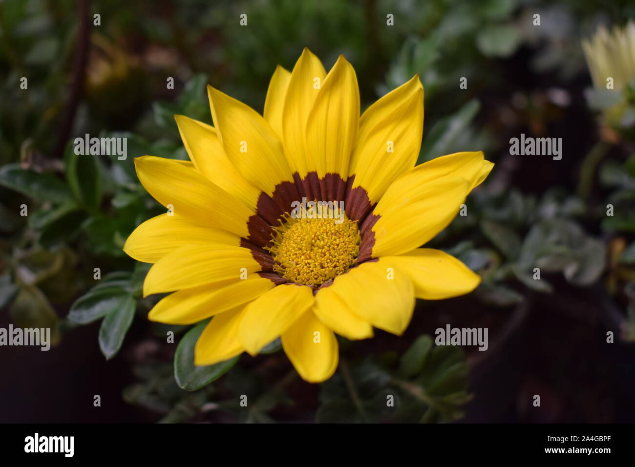 Soft sun on yellow petals hi-res stock photography and images - Alamy