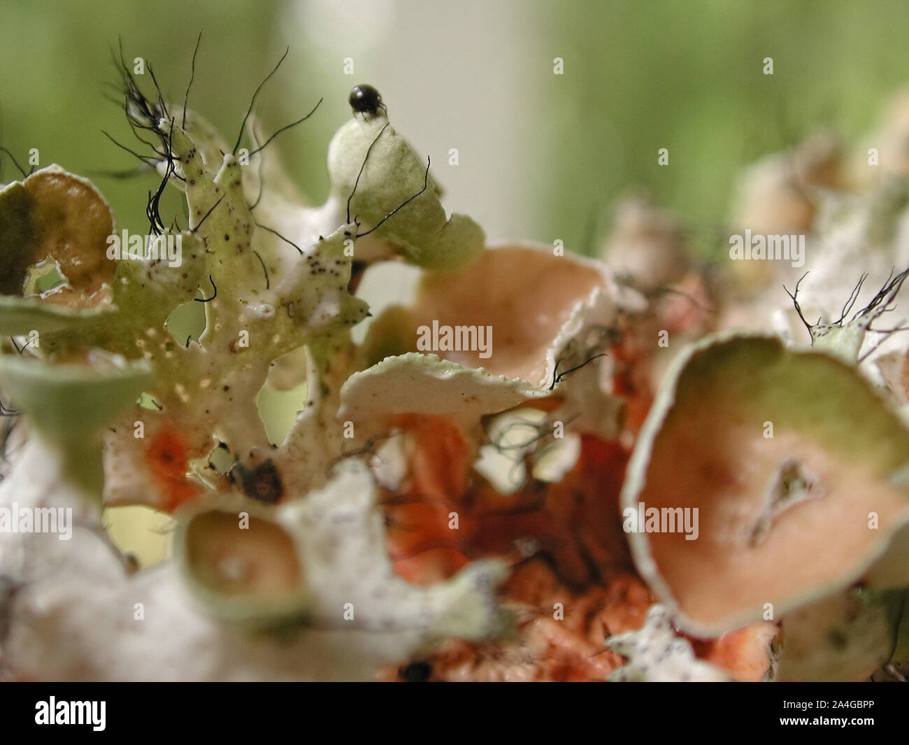 Lichens growing on a tree branch in a symbiotic relationship containing ...