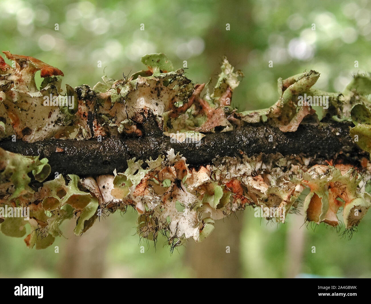Lichens growing on a tree branch in a symbiotic relationship containing ...