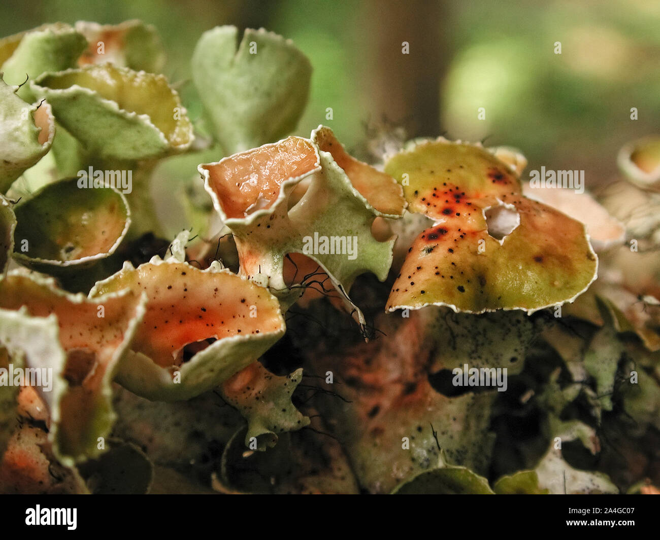 Lichens growing on a tree branch in a symbiotic relationship containing ...