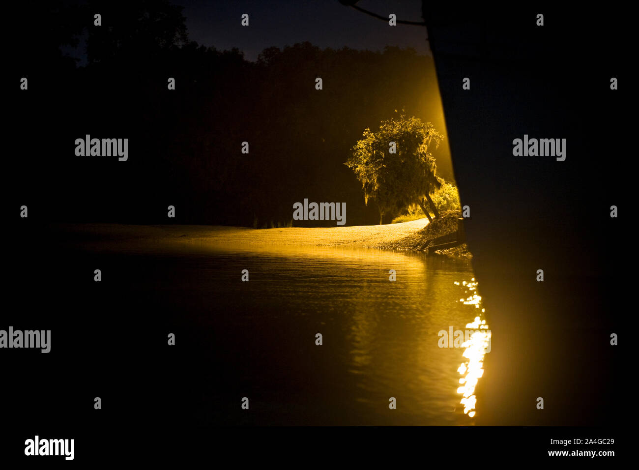 A tree on a riverbank illuminated at night Stock Photo - Alamy